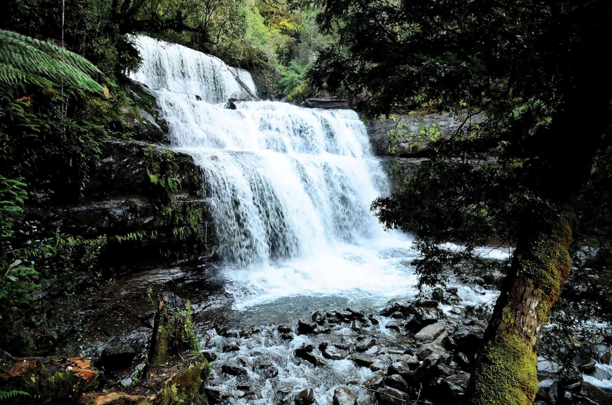 Liffey Falls Trail in Tasmania | Tasmania Hiking Tours