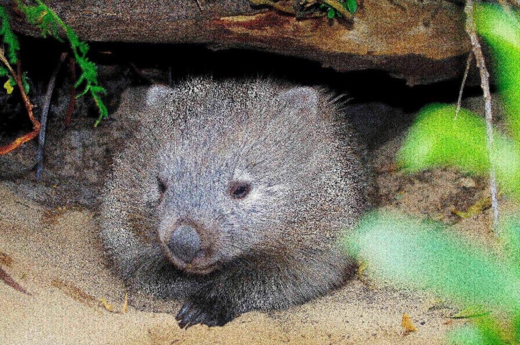 Maria Island Cruise & Walk | Day Tour | Tasmania Activities