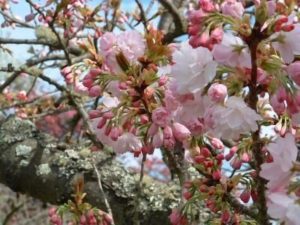 Huon Valley | Tourist Attractions | Discover Tasmania