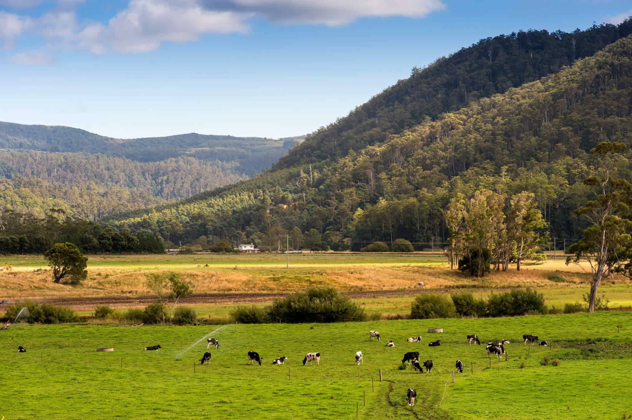 Pyengana, Tasmania – Scenic Dairy Village with Waterfalls and Heritage Pub
