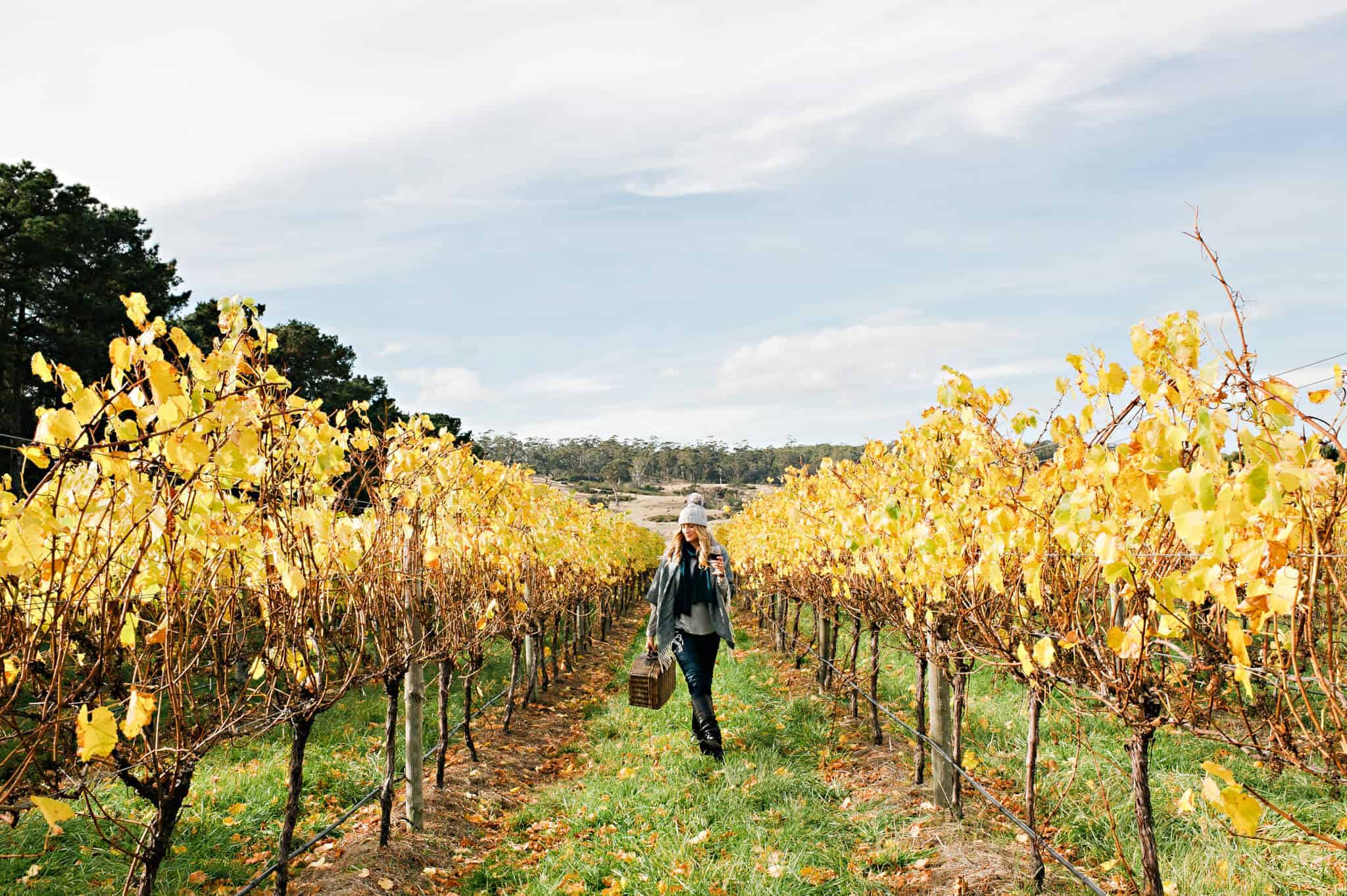 Wine Vineyards in Tasmania | Explore the Unique Wine Offerings of Tassie