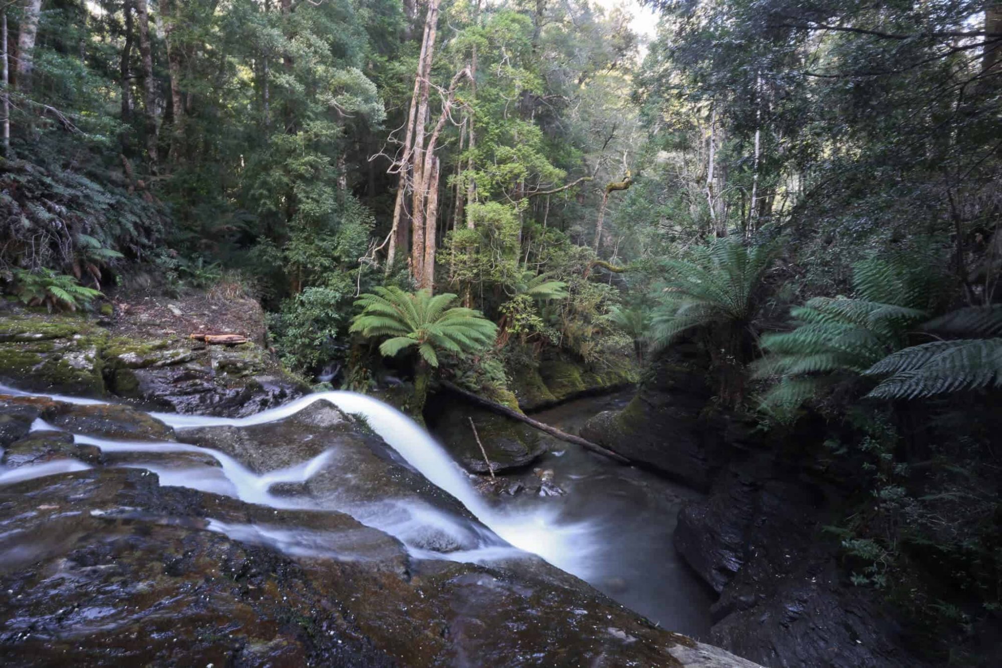 Liffey Falls Trail in Tasmania | Tasmania Hiking Tours