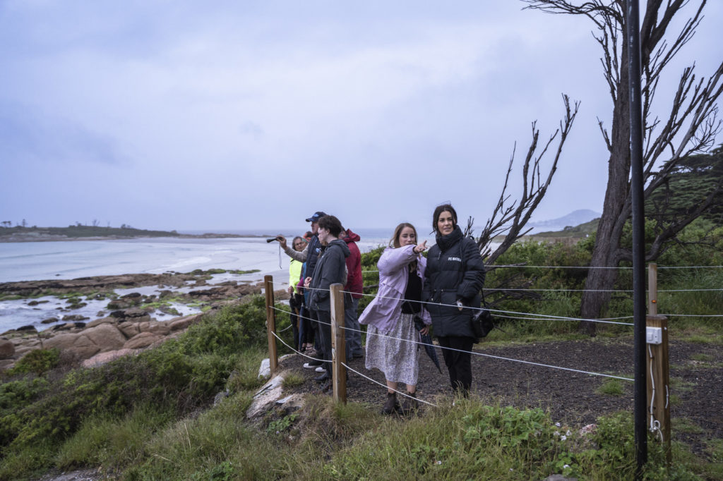 Experience the Fascinating Bicheno Penguin Tours