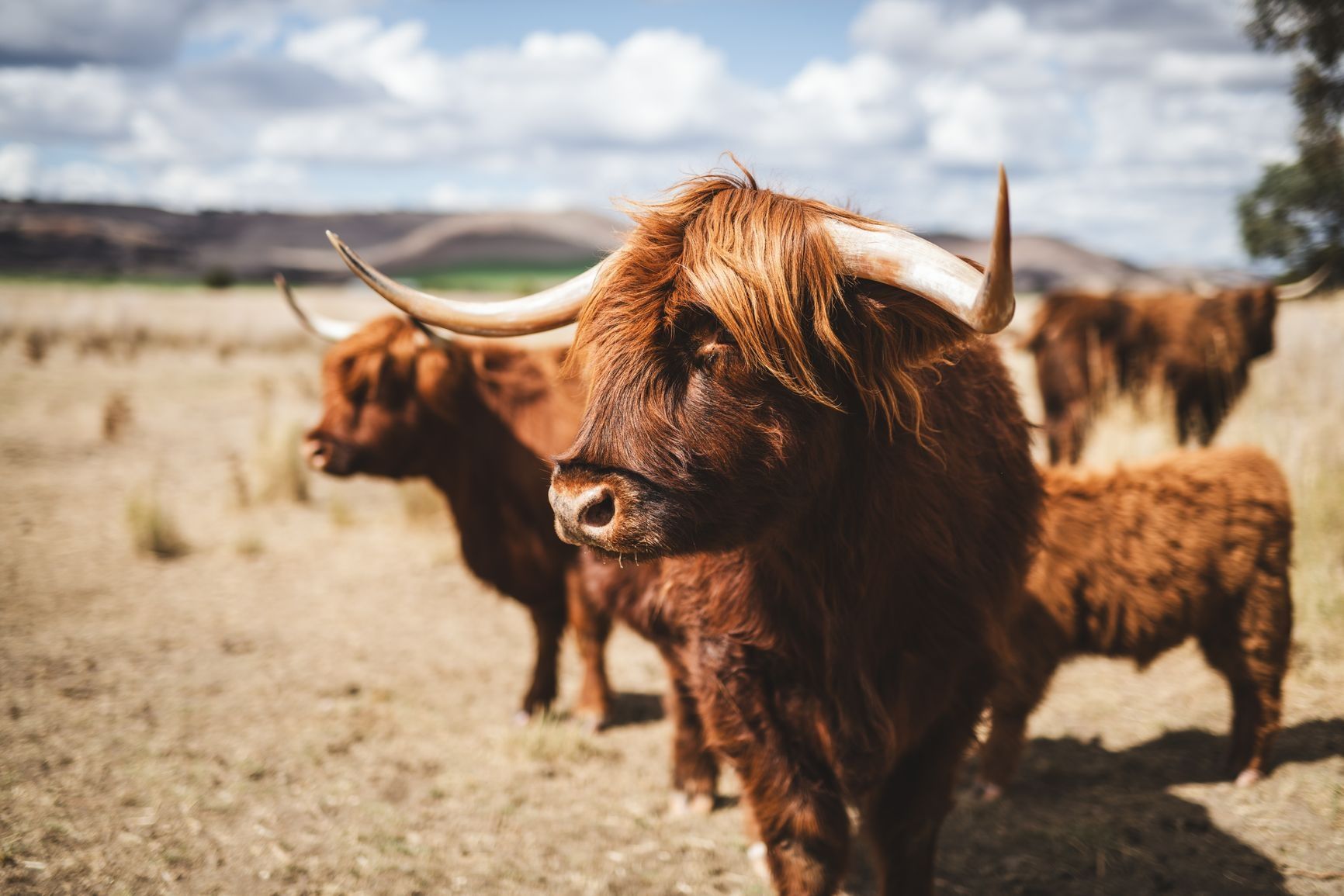 8-Day Tasmania Farm Experience: Self-Drive Tour