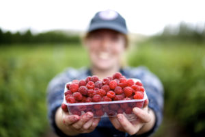 Exploring the Best Raspberry Farms and Harvest in Tasmania
