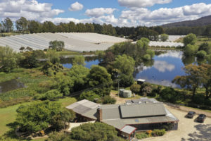 Exploring the Best Raspberry Farms and Harvest in Tasmania